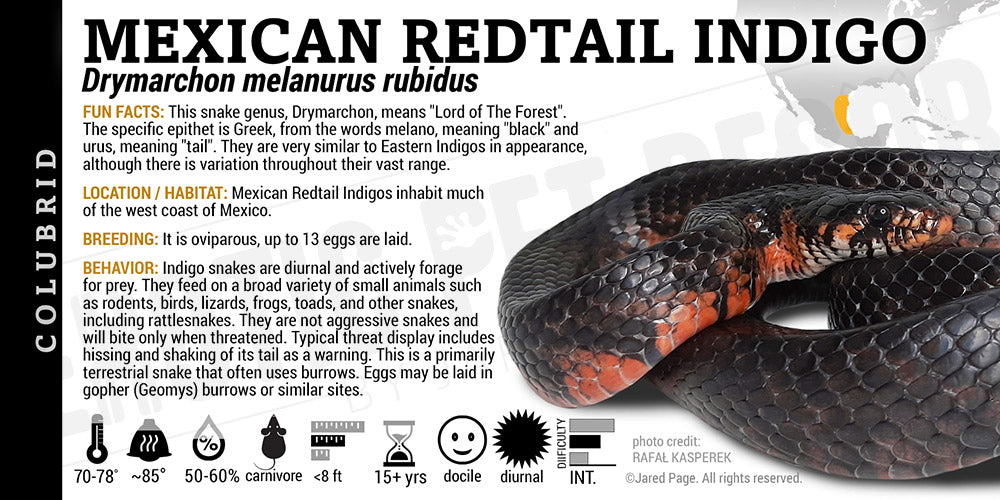 Drymarchon melanurus rubidus 'Mexican Redtail Indigo' Snake Cards and ...
