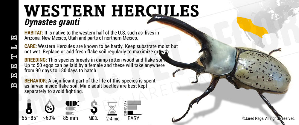 Dynastes granti 'Western Hercules' Beetle Cards and Enclosure Labels ...