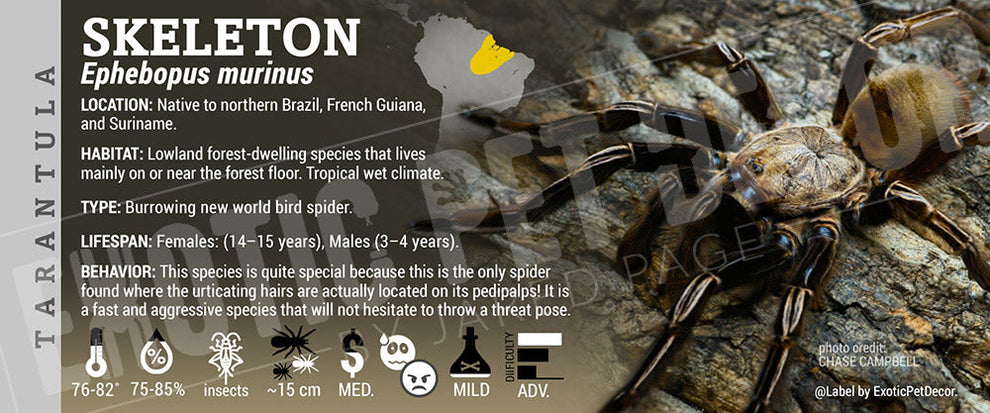Ephebopus murinus 'Skeleton Leg' Tarantula Cards and Enclosure Labels ...