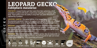 Eublepharis macularius 'Leopard' Gecko Cards and Enclosure Labels ...