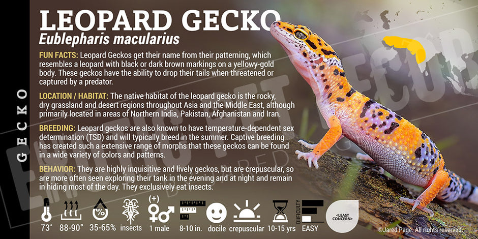 Gecko Collector Cards and Enclosure Labels – Exotic Pet Decor