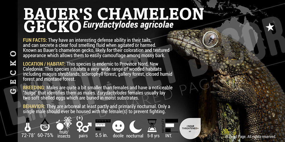 Eurydactylodes agricolae 'Bauer's ' Gecko Cards and Enclosure Labels ...