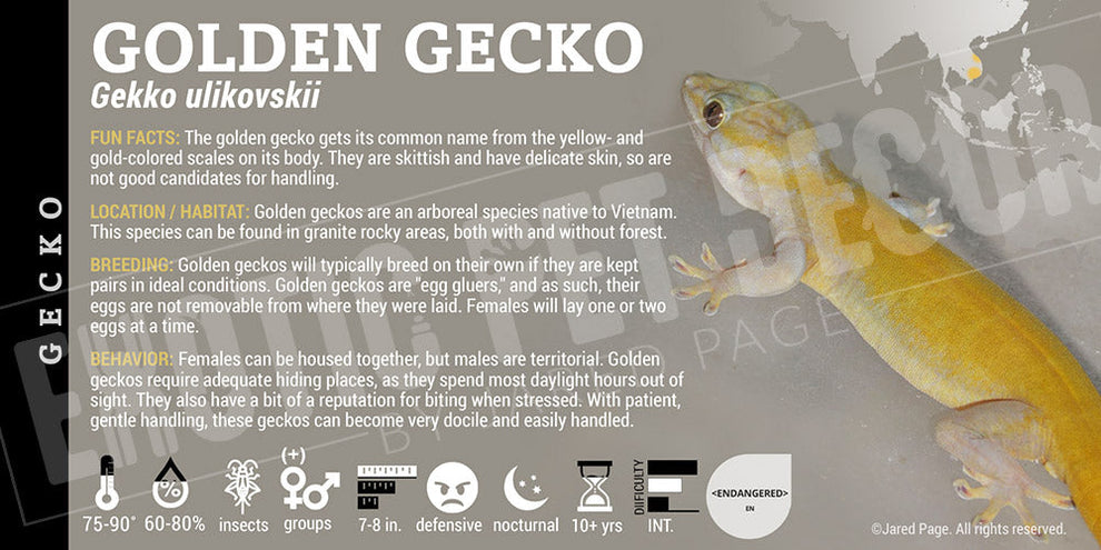 Gekko ulikovskii 'Golden' Gecko Cards and Enclosure Labels – Exotic Pet Decor