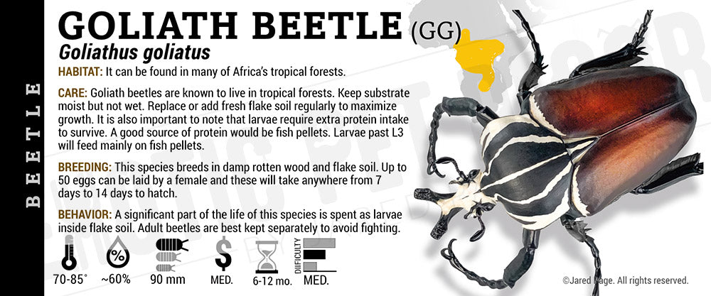 Goliathus goliatus 'Goliath' Beetle Cards and Enclosure Labels – Exotic ...