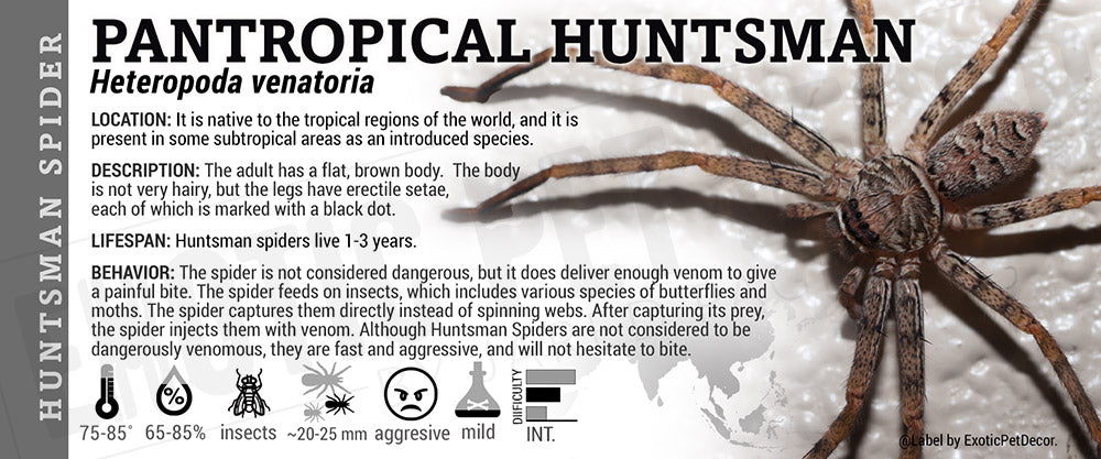 Heteropoda venatoria 'Pantropical Huntsman' Spider Cards and Enclosure ...