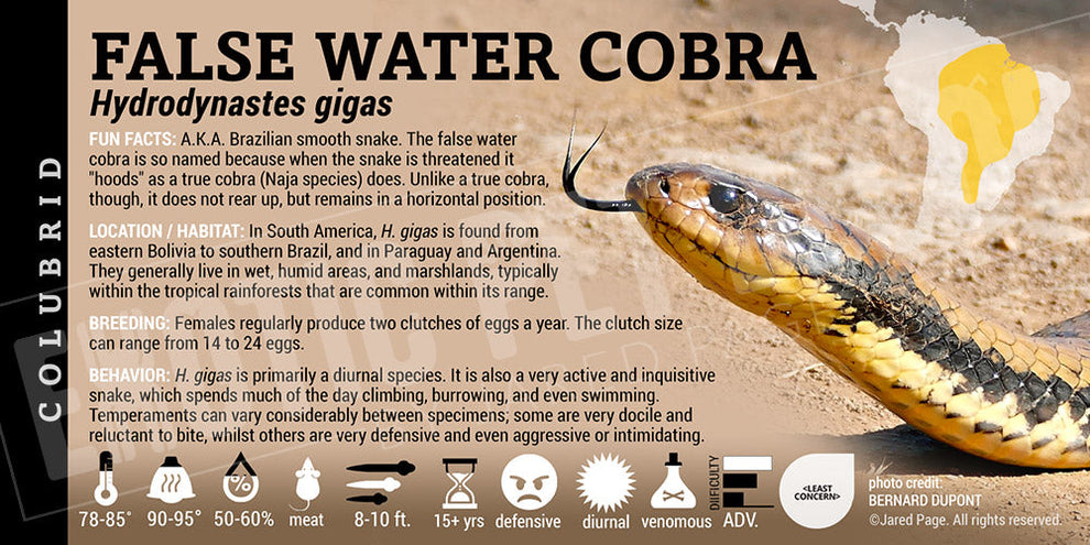 Hydrodynastes gigas 'False Water' Cobra Cards and Enclosure Labels ...