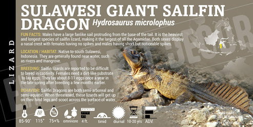 Hydrosaurus microlophus 'Indonesian Giant Sailfin Dragon' Lizard Cards ...