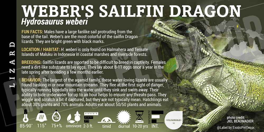 Hydrosaurus weberi 'Weber's Sailfin' Lizard Cards and Enclosure Labels ...
