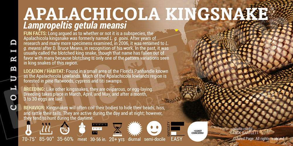 Lampropeltis getula goini 'Apalachicola Blotched Kingsnake' Cards and ...