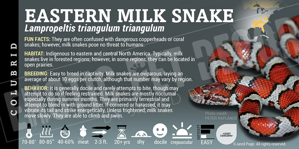 Lampropeltis triangulum triangulum 'Eastern Milksnake' Cards and ...
