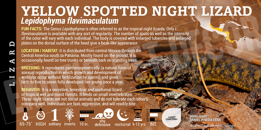Lepidophyma flavimaculatum 'Yellow Spotted Night' Lizard Cards and ...