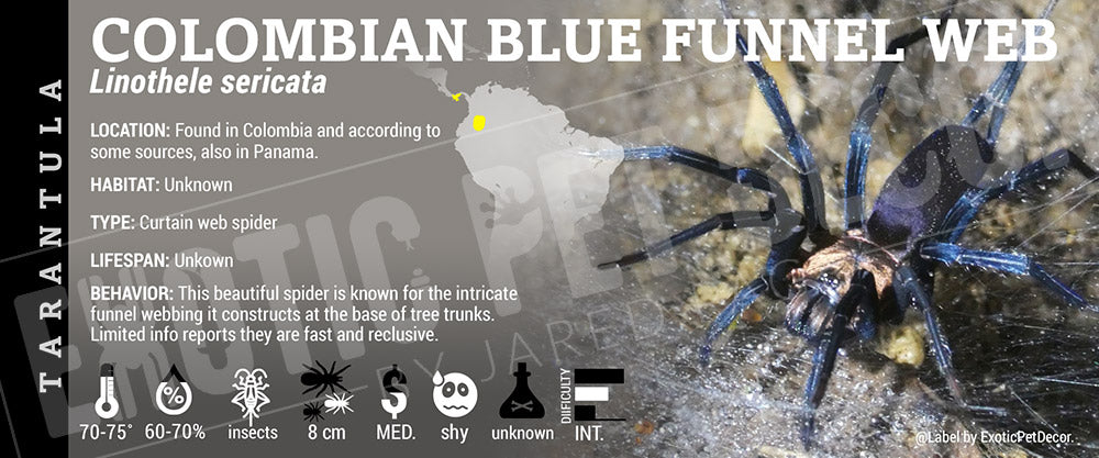 Linothele sericata 'Colombian Funnel Web' Spider Cards and Enclosure ...