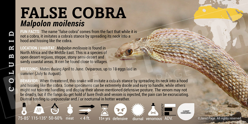 Malpolon moilensis 'False Cobra' Cards and Enclosure Labels – Exotic ...