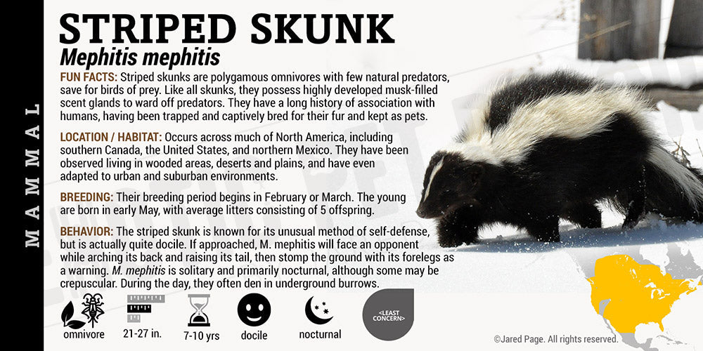 Mephitis mephitis 'Striped Skunk' Cards and Enclosure Labels – Exotic ...