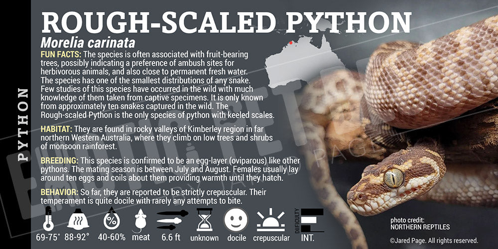 Morelia carinata 'Rough Scaled' Python Cards and Enclosure Labels ...