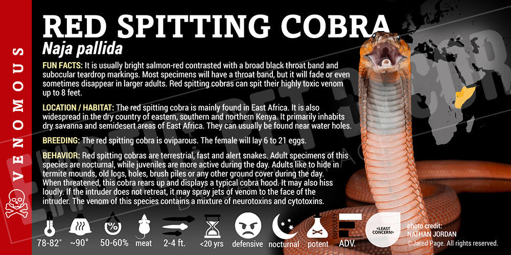 Naja pallida 'Red Spitting' Cobra Cards and Enclosure Labels – Exotic ...