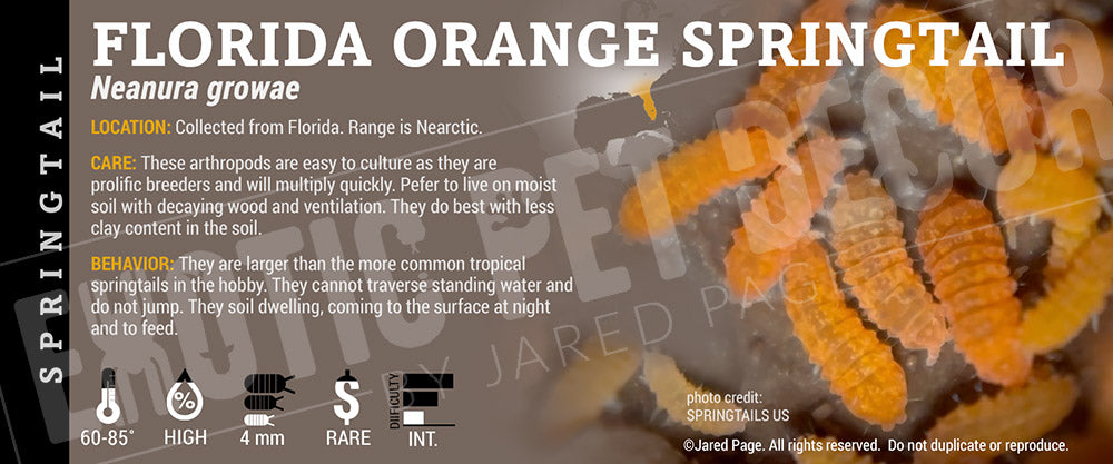 Neanura growae 'Florida Orange' Springtail Cards and Enclosure Labels ...
