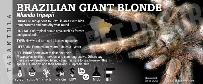 Nhandu tripepii 'Brazilian Giant Blonde' Tarantula Cards and Enclosure ...