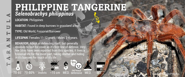 Orphnaecus philippinus 'Philippine Tangerine' Tarantula Cards and ...
