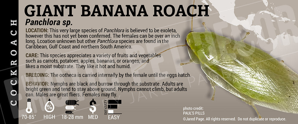 Panchlora sp. 'Giant Green Banana' Roach Cards and Enclosure Labels ...
