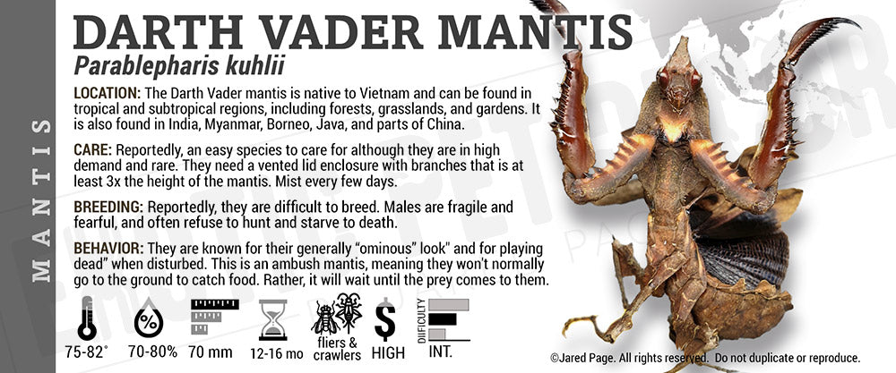 Parablepharis kuhlii 'Darth Vader' Mantis Cards and Enclosure Labels ...