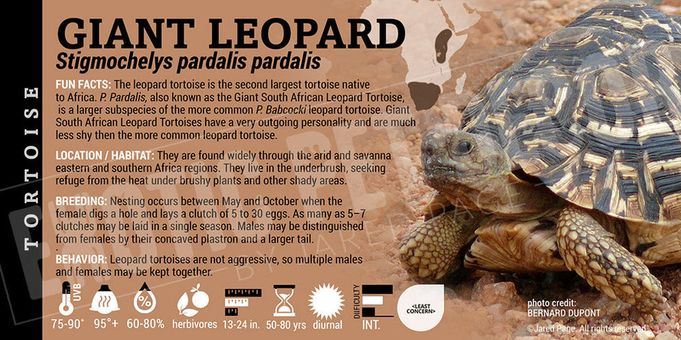 Pardalis pardalis 'Giant Leopard' Tortoise Cards and Enclosure Labels ...