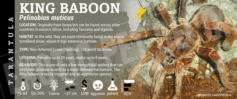 Pelinobius muticus 'King Baboon' Tarantula Cards and Enclosure Labels ...