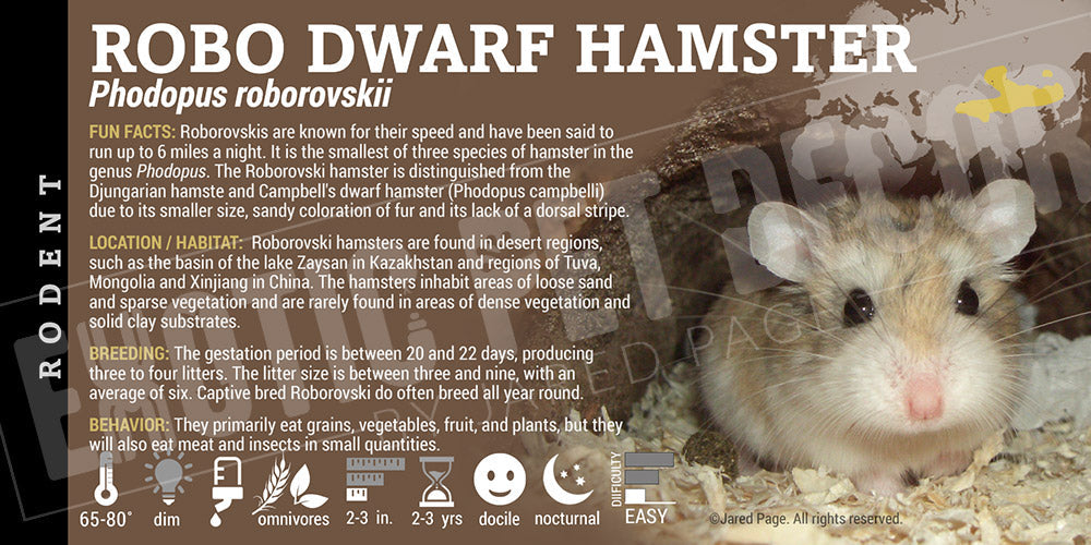 Phodopus roborovskii 'Robo Dwarf Hamster' Cards and Enclosure Labels ...