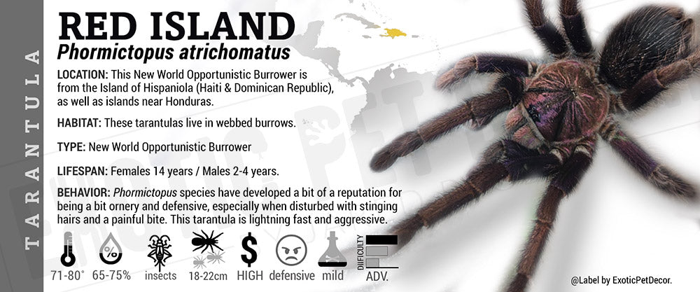 Phormictopus atrichomatus 'Red Island' Tarantula Cards and Enclosure ...