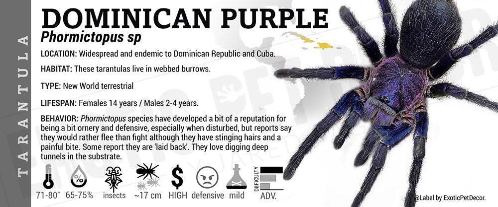Phormictopus sp. 'Dominican Purple' Tarantula Cards and Enclosure ...