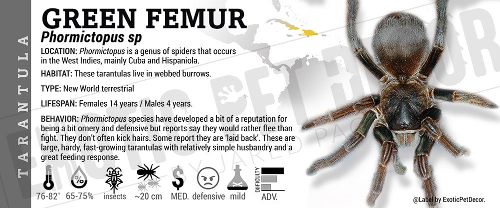 Phormictopus sp. 'Green Femur' Tarantula Cards and Enclosure Labels ...