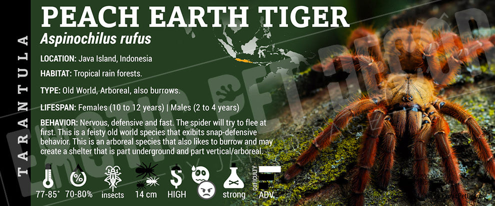 Phormingochilus sp. rufus 'Peach Earth Tiger' Tarantula Cards and ...