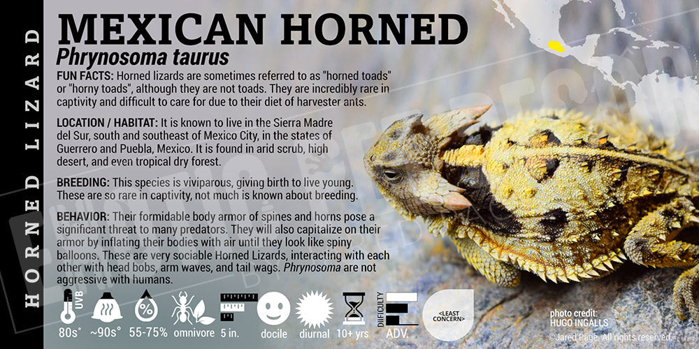Phrynosoma taurus 'Mexican Horned' Lizard Cards and Enclosure Labels ...