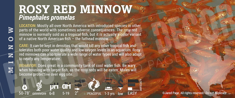 Pimephales promelas 'Rosy Red Minnow Fish' Cards and Enclosure Labels ...