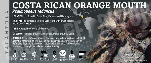 Psalmopoeus reduncus 'Costa Rican Orange Mouth' Tarantula Cards and ...