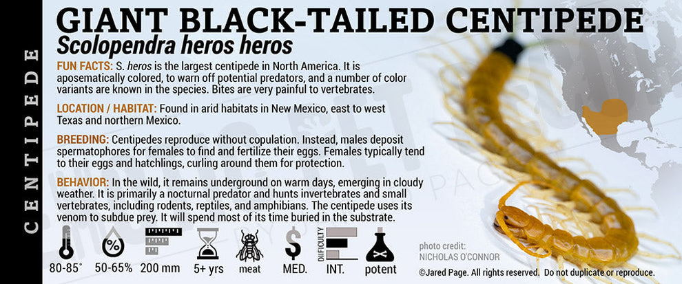 Scolopendra heros heros 'Giant Black-Tailed' Centipede Cards and ...