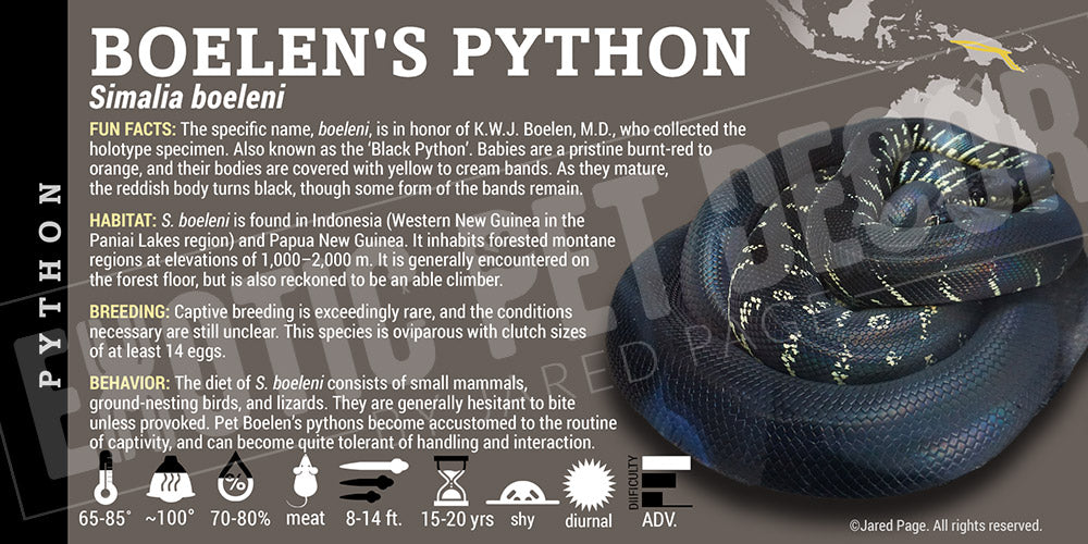 Simalia boeleni 'Boelen's' Python Cards and Enclosure Labels – Exotic ...