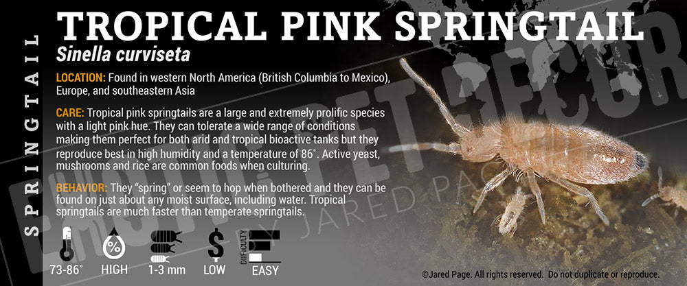 Sinella curviseta 'Pink' Springtail Cards and Enclosure Labels – Exotic ...