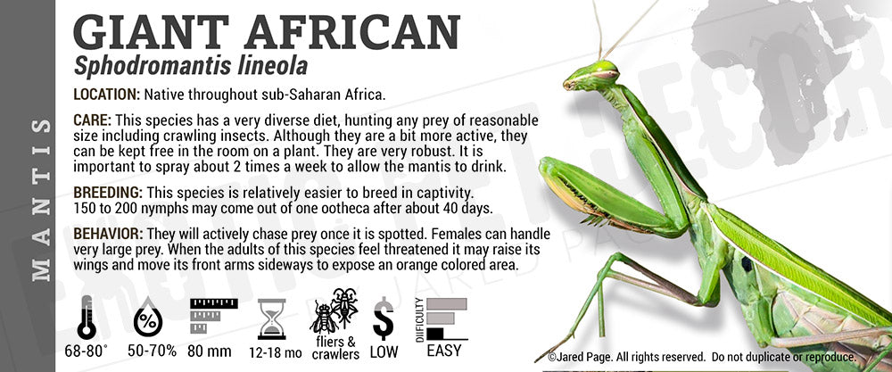 Sphodromantis lineola 'Giant African' Mantis Cards and Enclosure Labels ...