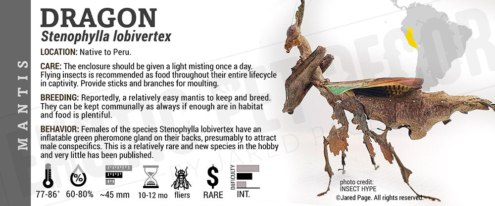 Stenophylla lobivertex 'Dragon' Mantis Cards and Enclosure Labels ...
