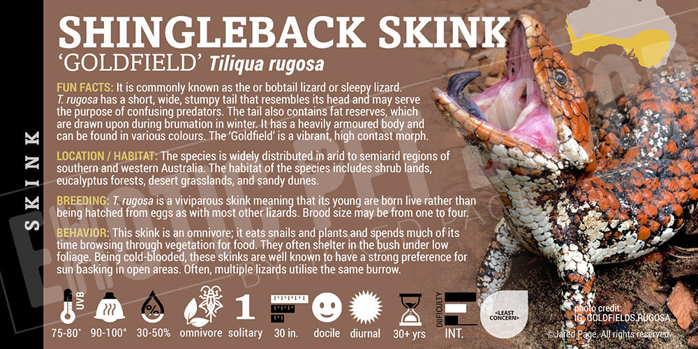 Tiliqua rugosa 'Shingleback' Skink Cards and Enclosure Labels – Exotic ...