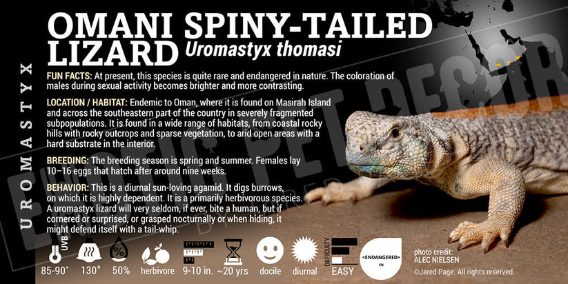 Uromastyx thomasi 'Omani Spiny Tailed' Lizard Cards and Enclosure ...
