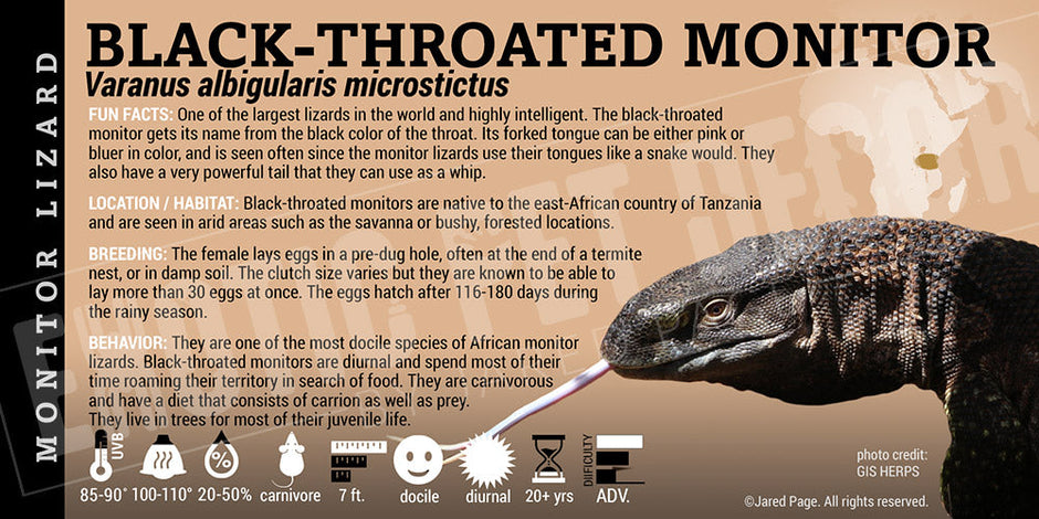 Monitor Lizard Cards and Enclosure Labels – Exotic Pet Decor