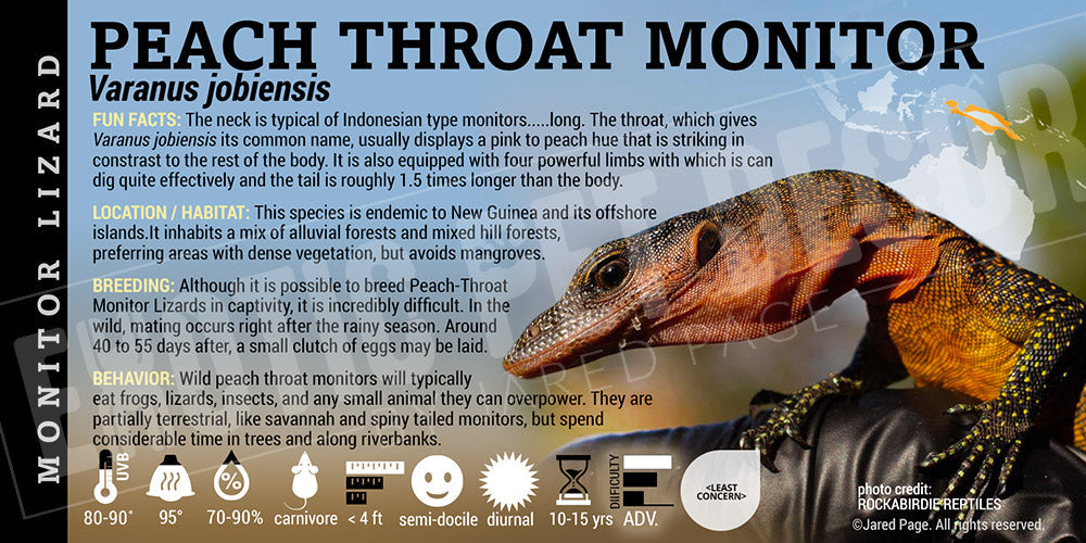 Varanus jobiensis 'Peach Throat Monitor' Lizard Cards and Enclosure ...
