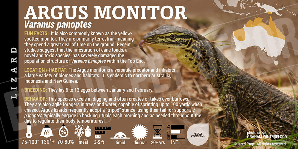 Varanus panoptes 'Argus Monitor' Lizard Cards and Enclosure Labels ...