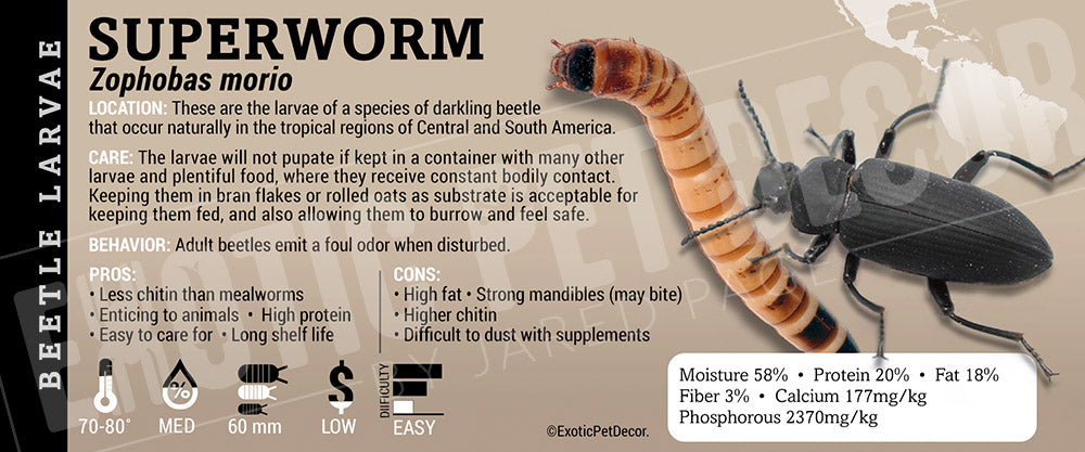 Zophobas morio 'Superworm' Feeder Cards and Enclosure Labels – Exotic Pet Decor