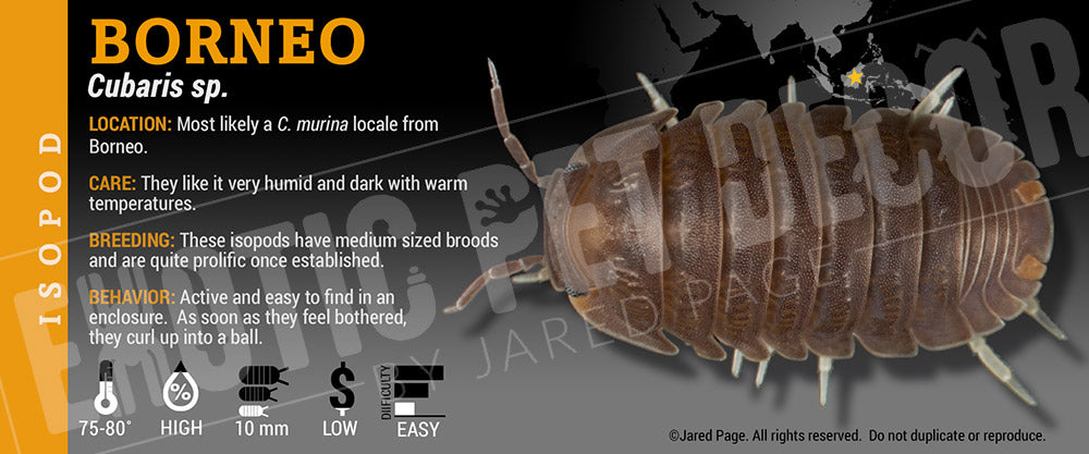 Cubaris sp 'Borneo' Isopod Cards and Enclosure Labels – Exotic Pet Decor