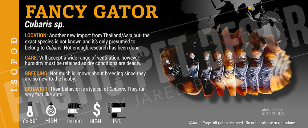 Cubaris sp 'Fancy Gator' Isopod Cards and Enclosure Labels – Exotic Pet ...