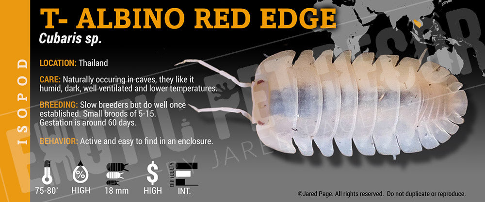 Cubaris sp 'Red Edge T-Albino' Isopod Cards and Enclosure Labels ...