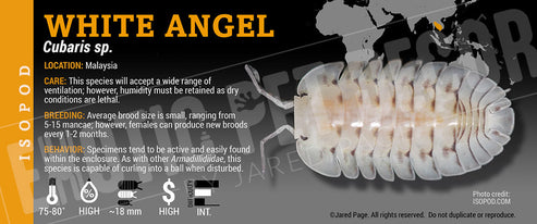 Cubaris sp 'White Angel' Isopod Cards and Enclosure Labels – Exotic Pet ...